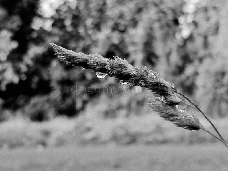 Raindrop on a plant stock photo. Image of raindrop, white - 161300854