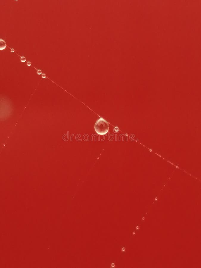 Raindrop Rain Weeb Spider Weeb Rainy Stock Image - Image of raindrop ...