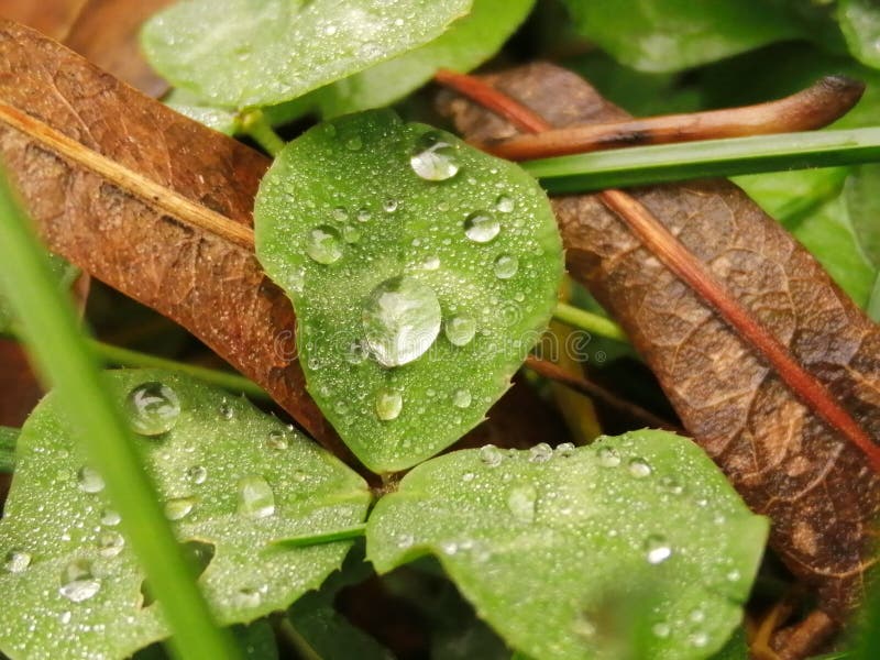 Weeb Stock Photos - Free & Royalty-Free Stock Photos from Dreamstime