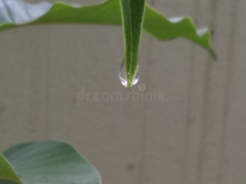 Raindrop on leave stock image. Image of tree, raindrop - 163377631