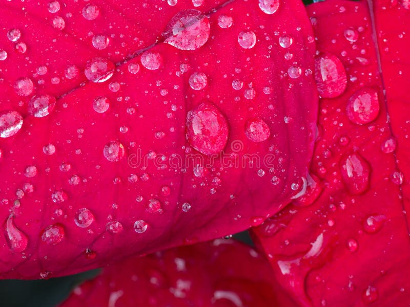 Raindrop on the Red Leaf stock photo. Image of holiday - 88814558
