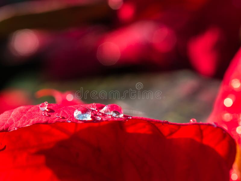Raindrop on the Red Leaf stock photo. Image of decoration - 88814652