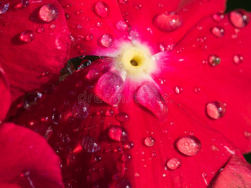 Raindrop on Red Vinca Flower Stock Image - Image of flora, color: 88814481
