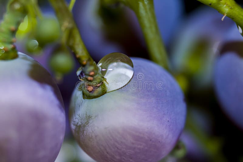 Raindrop Shining on Purple Grapes Stock Image - Image of garden, macro ...