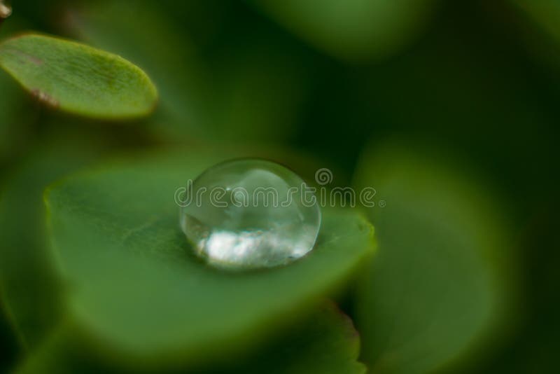 Raindrop stock photo. Image of single, rain, raindrop - 84262384