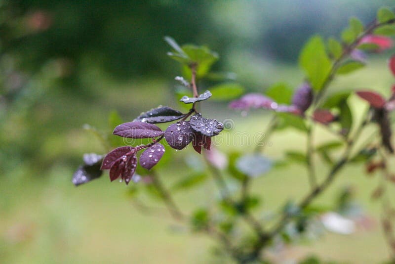 Raindrop9327 in the Spring. Stock Photo - Image of leaf, nature: 228992042