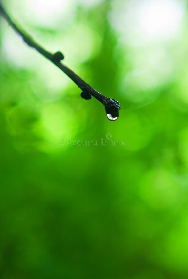 Raindrop on a tree branch stock image. Image of wood - 20046577