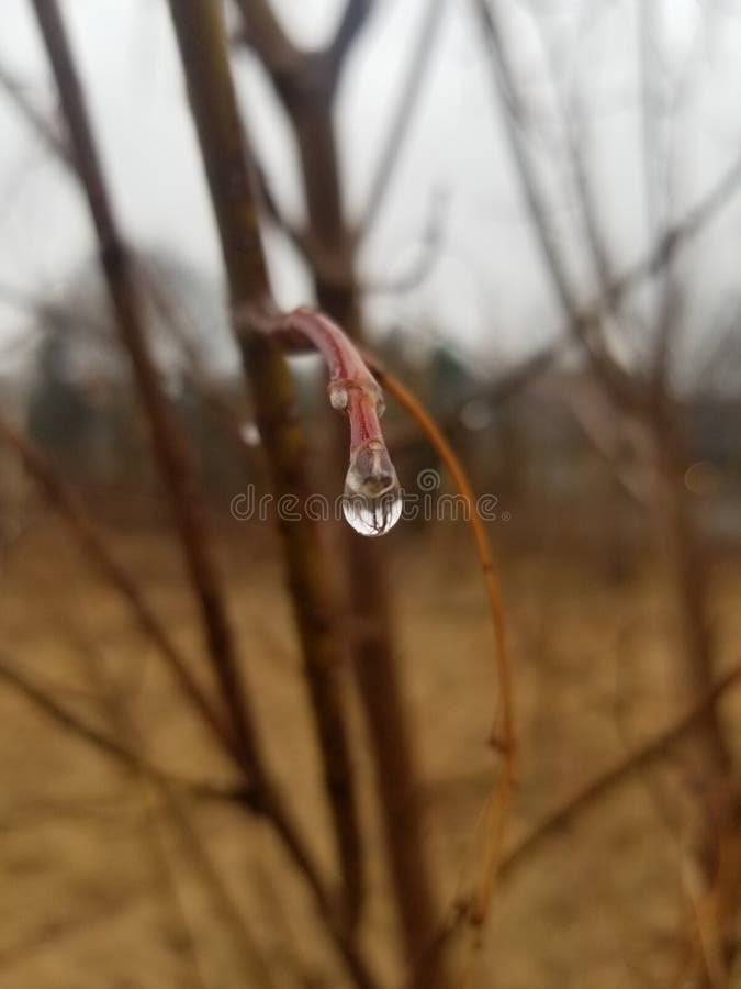 Raindrop on Tree Branch stock photo. Image of insect - 243791814