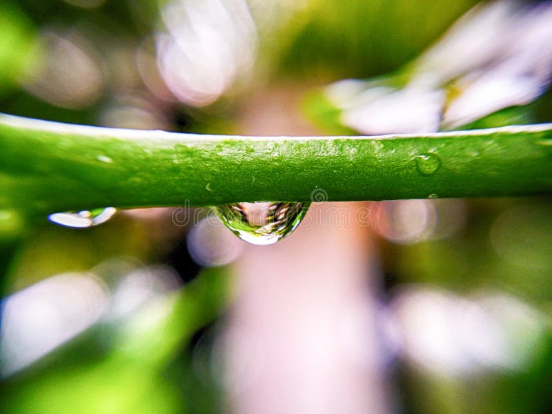 Raindrop on tree closeup stock image. Image of freshraindrop - 49662315
