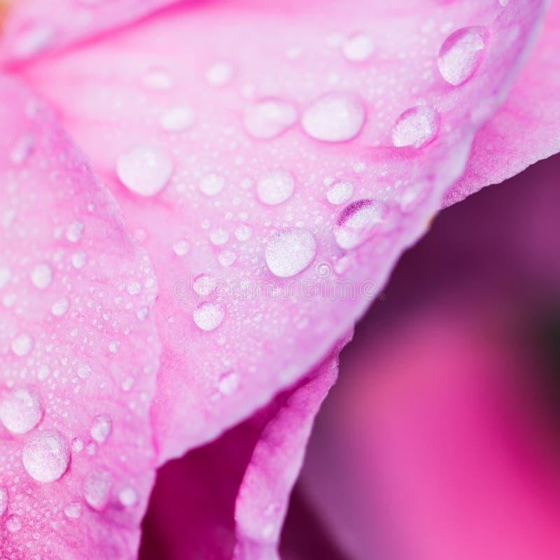 Raindrops stock image. Image of flora, pink, square, close - 27935601