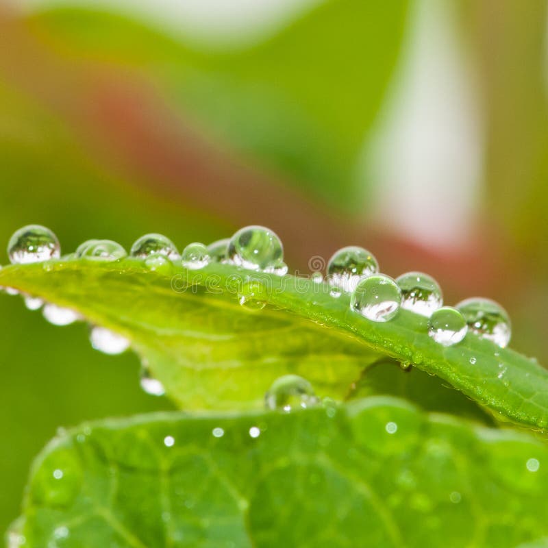Raindrops stock photo. Image of nature, close, droplet - 28192146