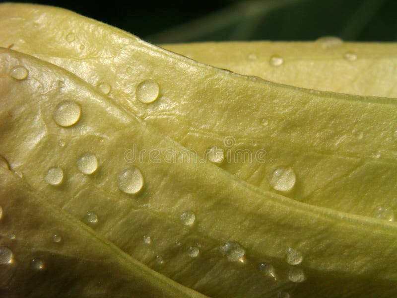 Raindrops Free Stock Photos & Pictures, Raindrops Royalty-Free and ...