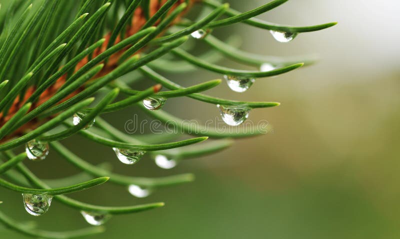 Raindrops stock photo. Image of raindrops, rain, tree - 6644688