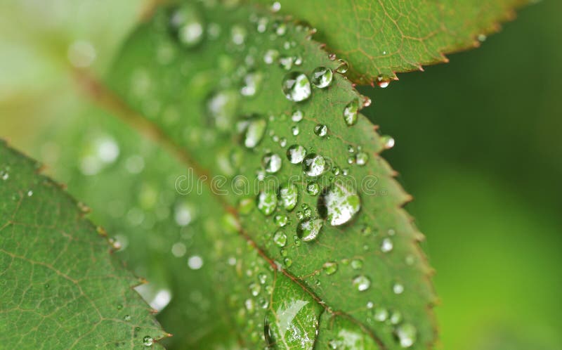 Raindrops Free Stock Photos & Pictures, Raindrops Royalty-Free and ...