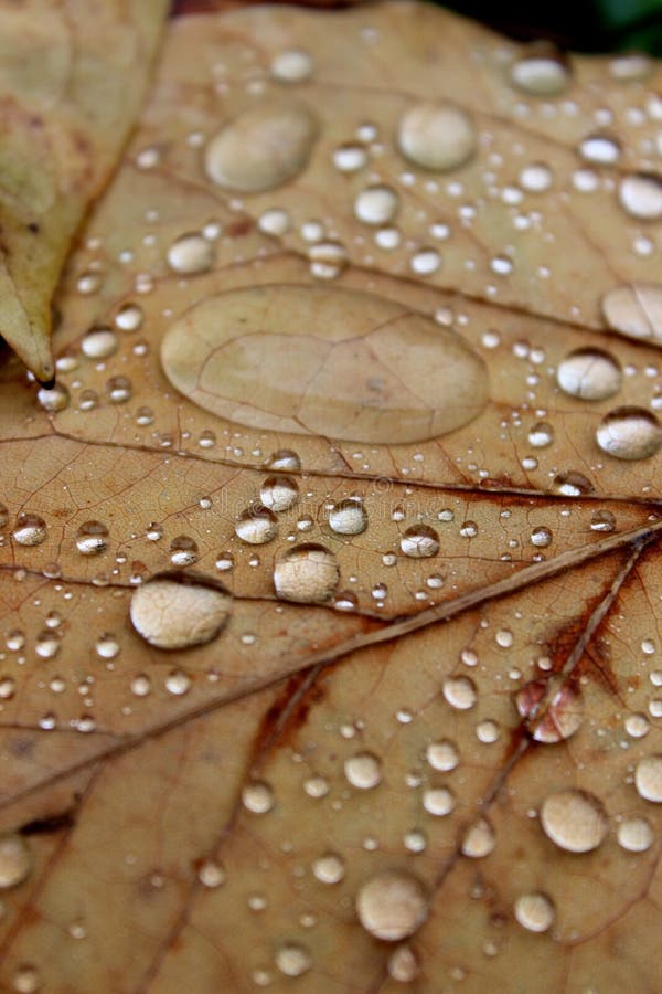 Raindrops on Autumn Leaves stock image. Image of veins - 71344629