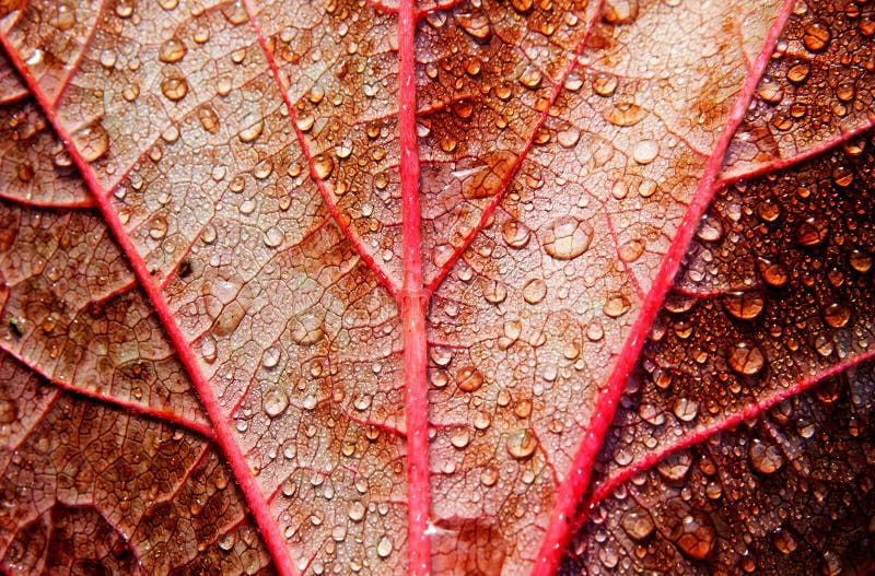 Raindrops on Autumn Red Leaf Stock Photo - Image of autumn, drop: 27556164