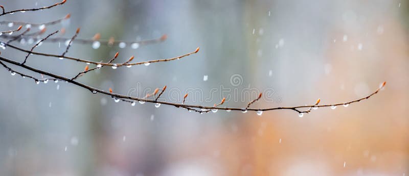 Raindrops on a Bare Branch in the Spring during the Melting Snow Stock ...