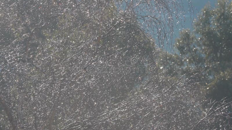 Raindrops on Bare Tree Branches Sparkling in the Harsh Sunlight Peaking ...