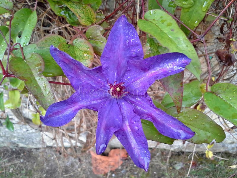 Raindrops on Big Open Purple Clematis Flower Stock Image - Image of ...