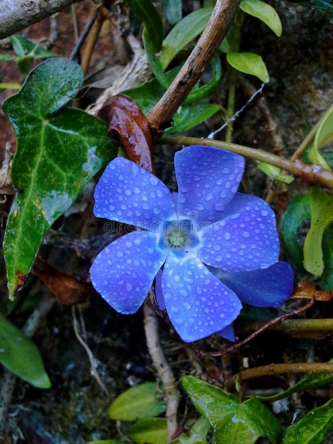 Raindrops on Blue Greater Periwinkle Stock Image - Image of blue ...
