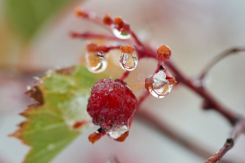 Raindrops on a Branch of Mountain Ash. Stock Image - Image of rowan ...