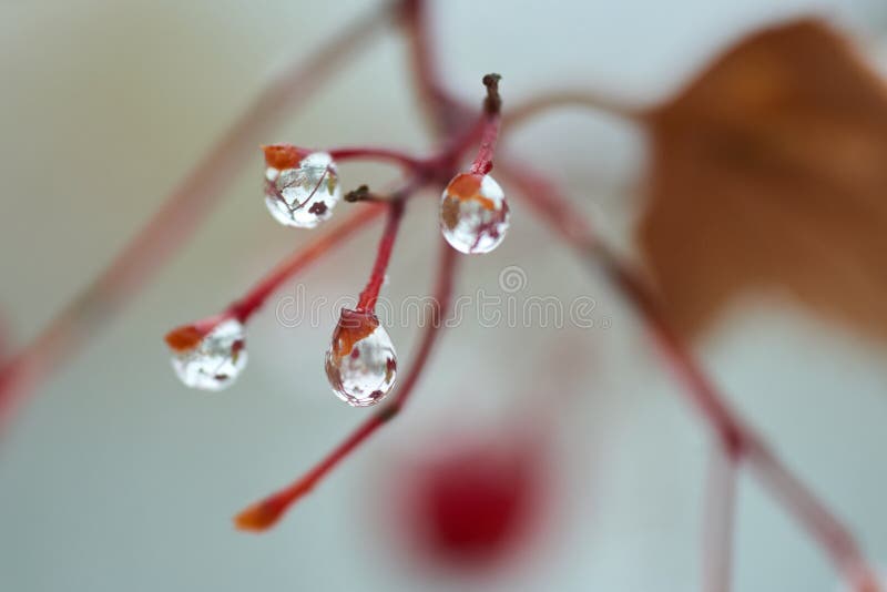 Raindrops on a Branch of Mountain Ash. Stock Image - Image of branch ...