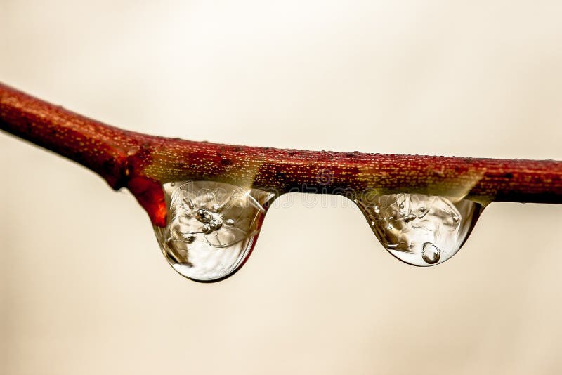 Raindrops On Branch Picture. Image: 92524774