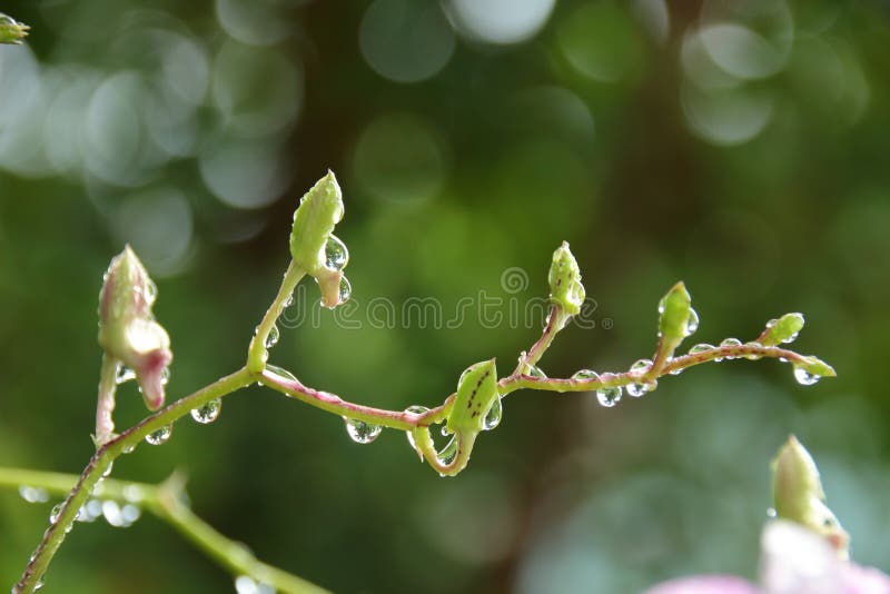 Raindrops on the Buds of Orchids. Stock Photo - Image of macro, garden ...