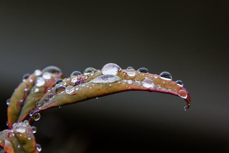 Raindrops on Colorful Leaves Stock Image - Image of macro, dewdrops ...