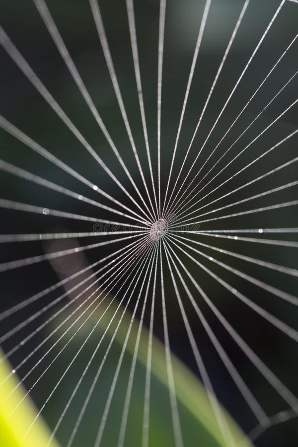 Raindrops or Dewdrops on Spider Web with Dark Contrasting Background ...