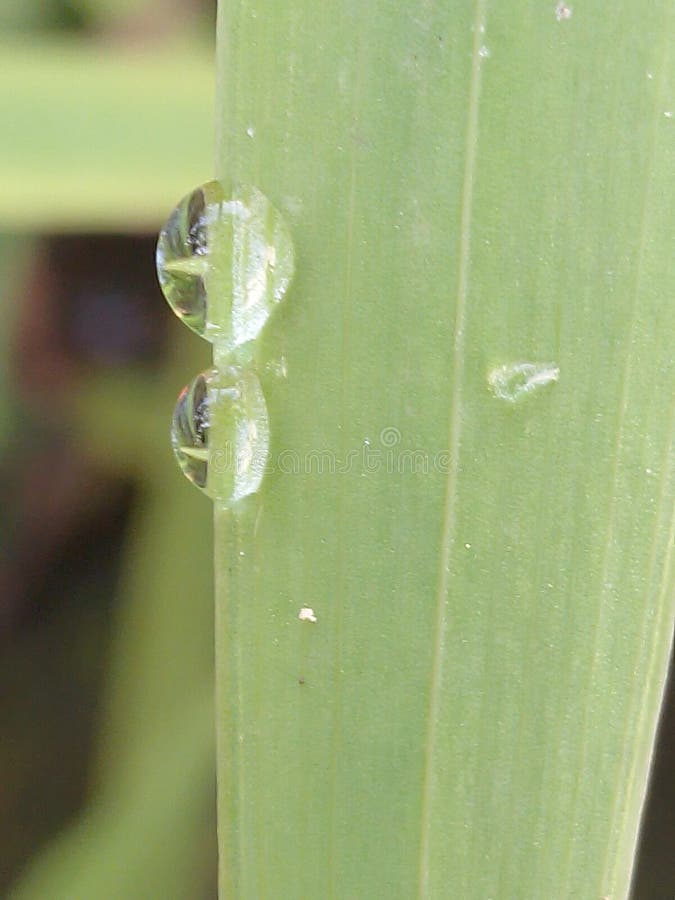 Raindrops Dripping on the Leaves Stock Photo - Image of plant, leaf ...