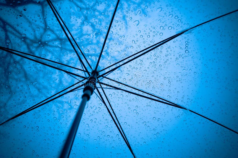 Raindrops Fall on Clear Umbrellas Under a Dry Tree Branch and Heavy ...