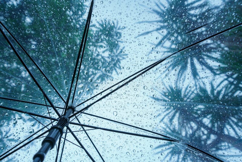 Raindrops Fall on Clear Umbrellas Under a Dry Tree Branch and Heavy ...