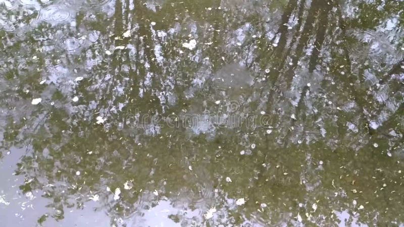 Raindrops Fall into a Puddle, it Reflects the Blue Sky and Trees Stock ...