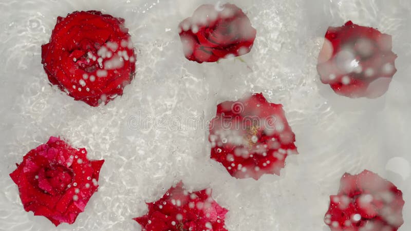 Raindrops Falling on a Composition of Red Roses Floating in Clear Water ...