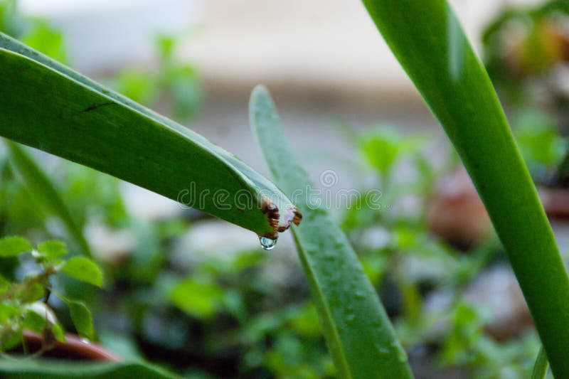Raindrops Falling Down in a Rainy Day Stock Image - Image of closeup ...