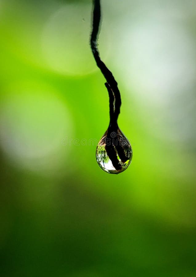 Raindrops Falling on Dry Tree Branches Stock Photo - Image of ...