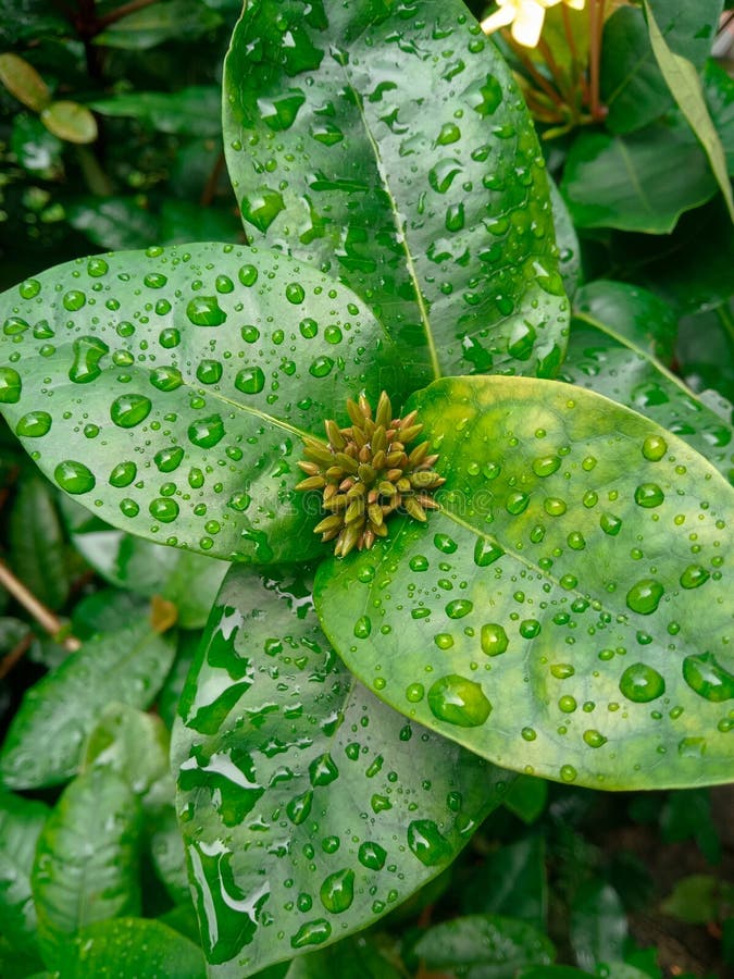 Raindrops Falling on Green Leaves Look Very Beautiful Stock Photo ...