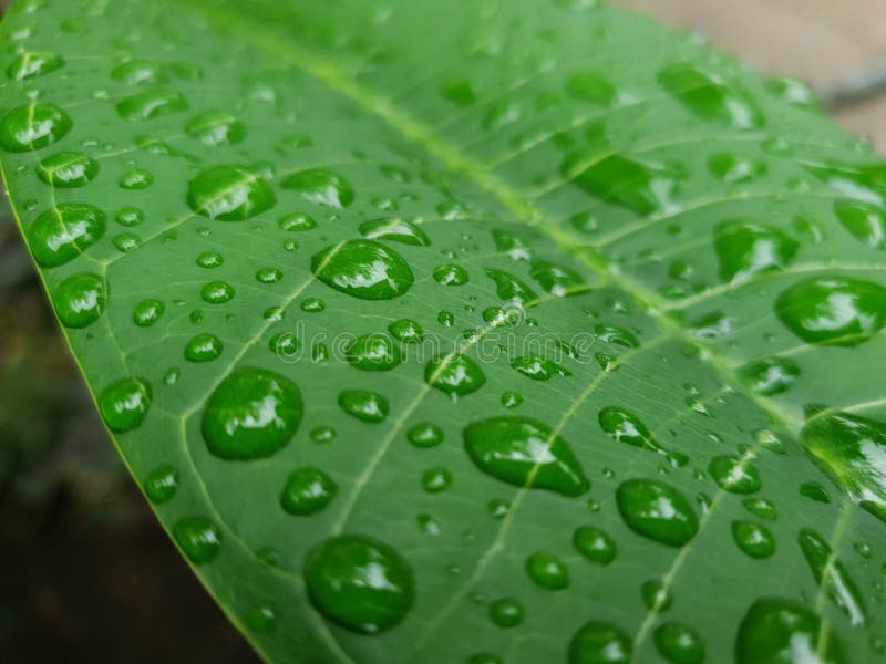 Raindrops Falling on Green Leaves Stock Image - Image of leaf, foliage ...