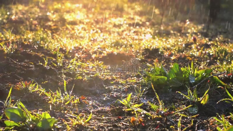Raindrops Falling on the Ground in the Forest in the Rays of Bright ...