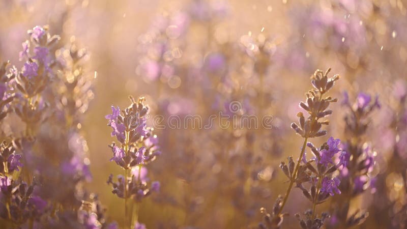 Raindrops Falling on Lavender Flowers at Sunset Stock Footage - Video ...
