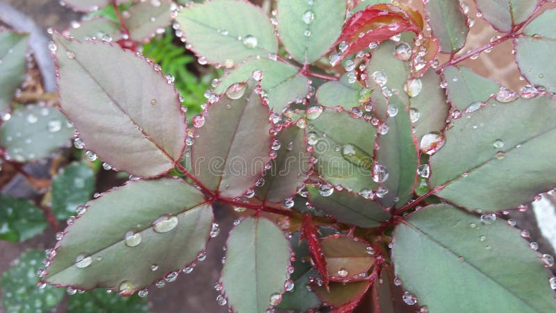Raindrops Falling on the Leaves of the Rose Plant Stock Image - Image ...