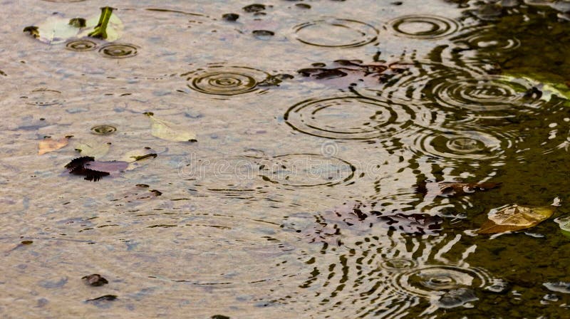 Raindrops in a puddle stock photo. Image of raindrops - 204101984