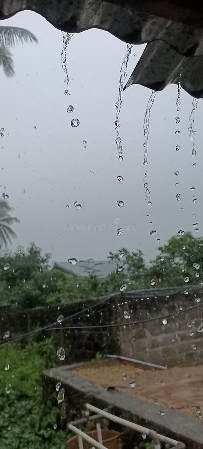 Raindrops Falling on Green and Wide Leaves Stock Photo - Image of shrub ...