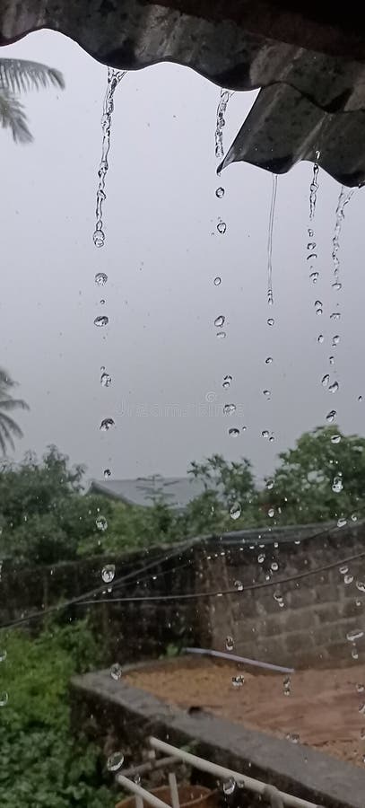 Raindrops Falling on Green and Wide Leaves Stock Photo - Image of shrub ...