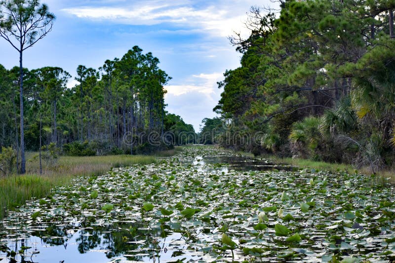 Raindrops Falling in the Swamp at Sunset Stock Image - Image of ...