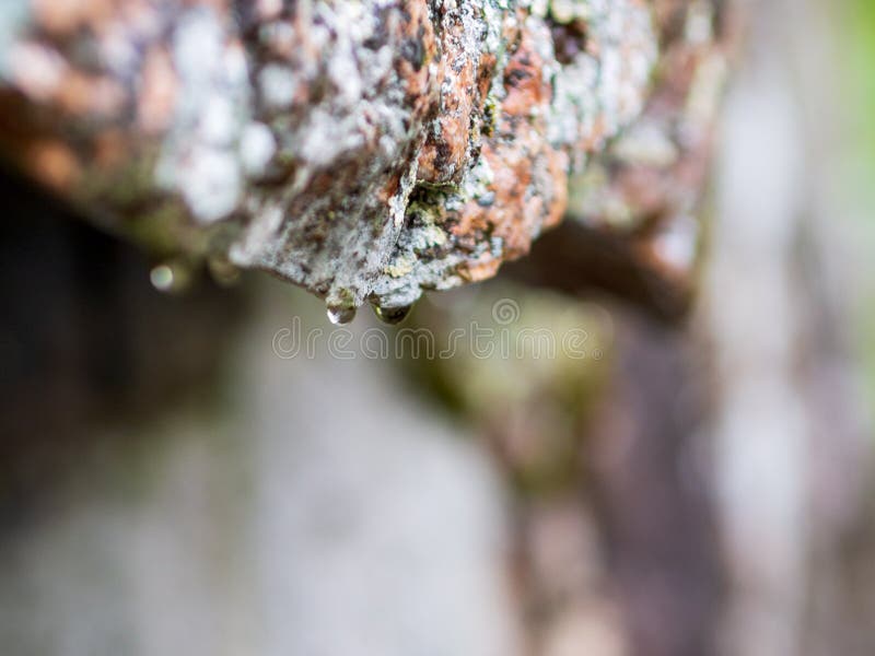 Raindrops Flow Down Granite Rock. Stock Image - Image of stream, drops ...