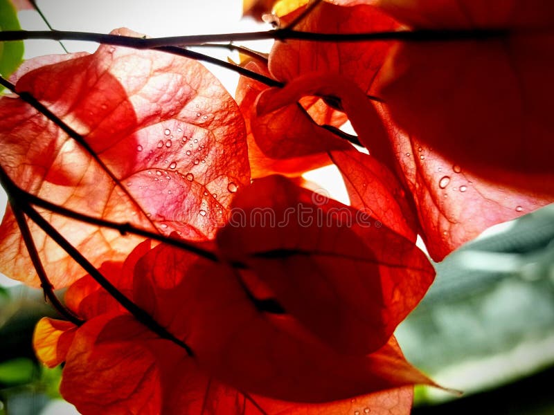 Raindrops on the Flowers when the Rain is Falling Stock Image - Image ...