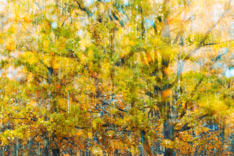 Raindrops in the Foreground. Rain on the Background of Autumn Deciduous ...