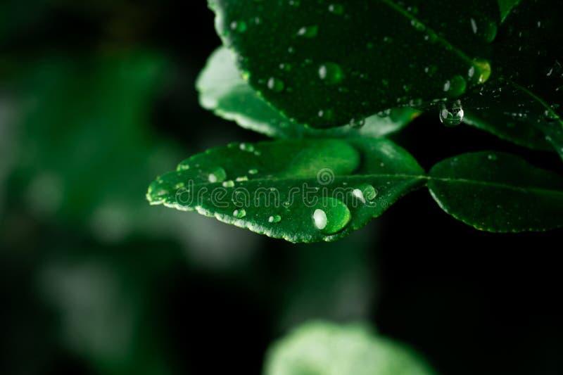 Raindrops on Fresh Kaffir Lime Leaf after a Rain Stock Image - Image of ...